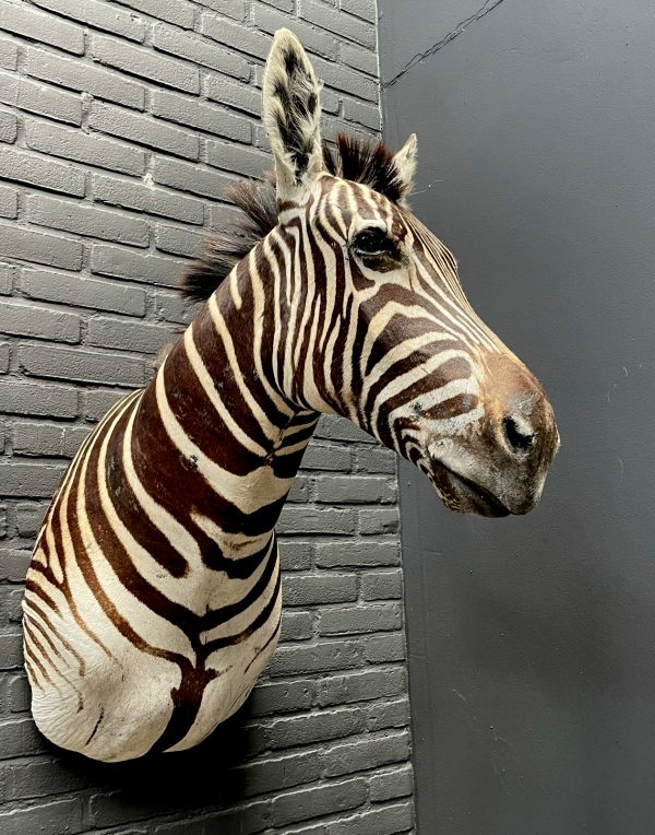 Mounted zebra head - BEAST Interiors