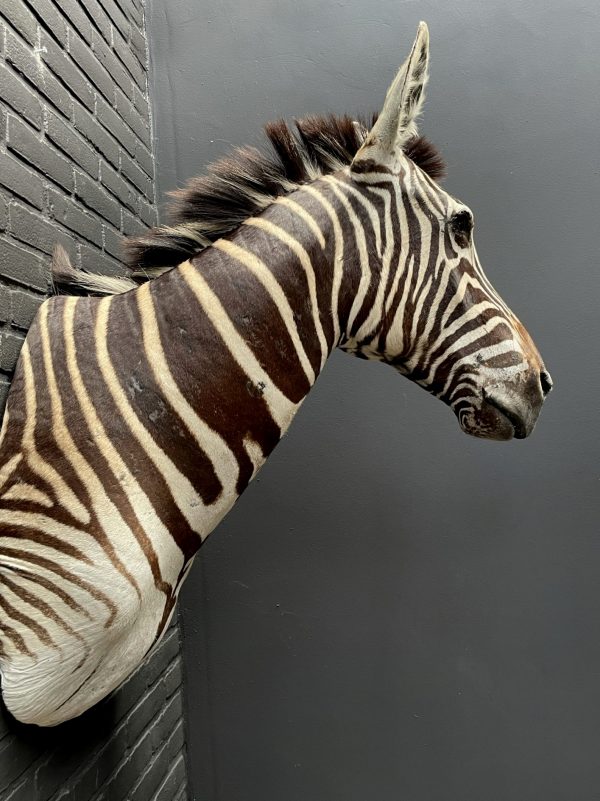 Mounted zebra head - BEAST Interiors