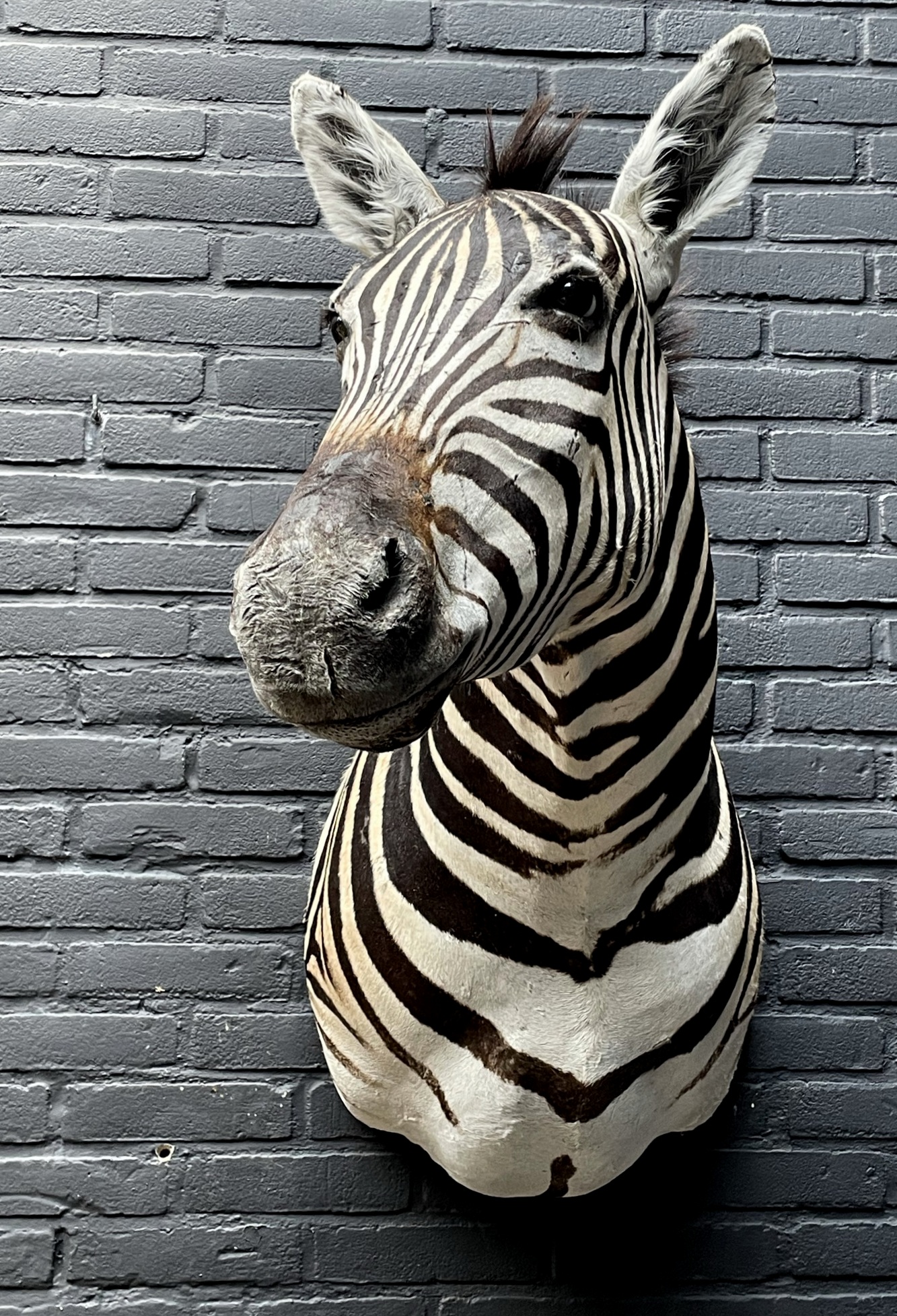 Stuffed Zebra Head