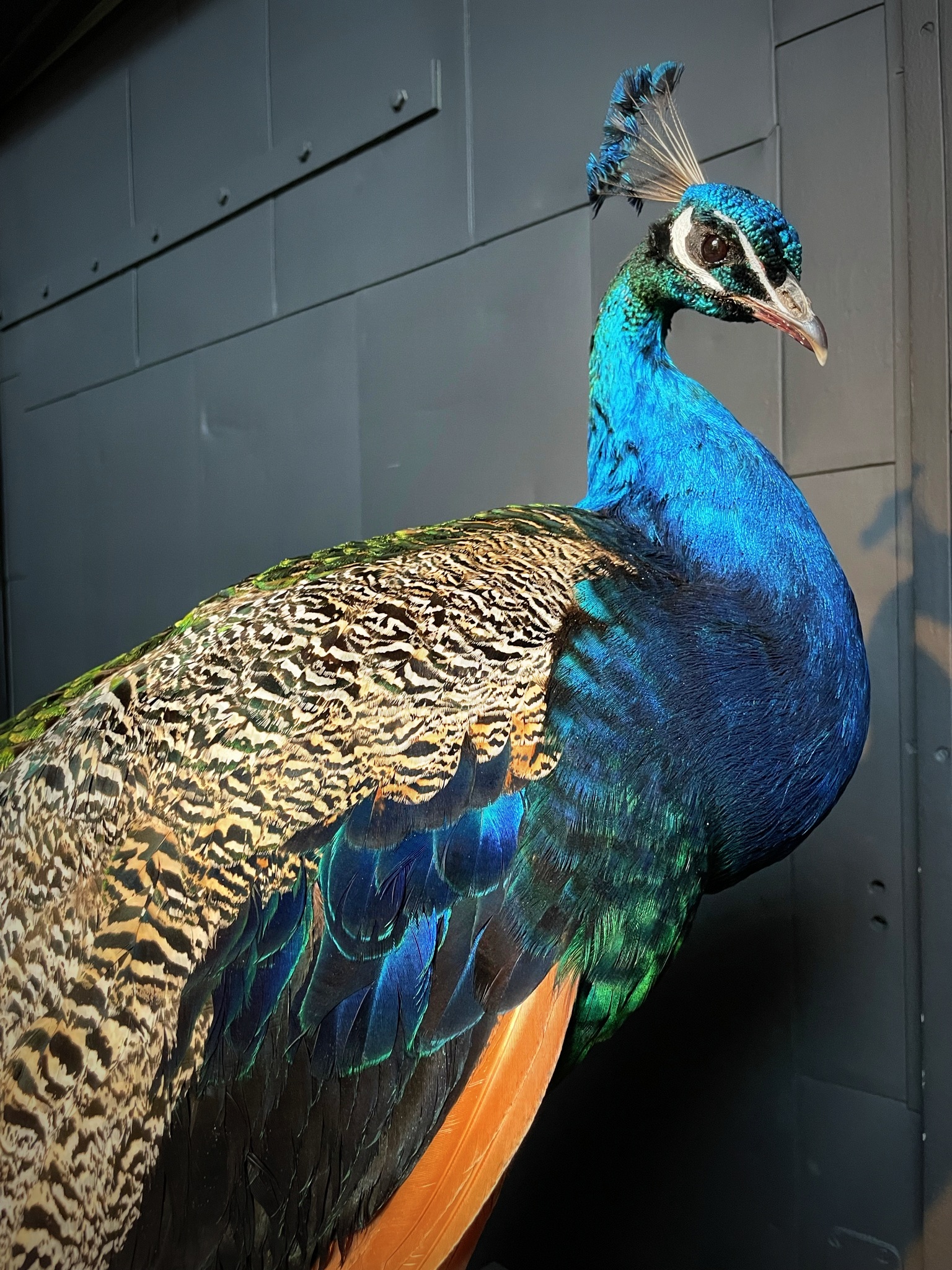 Opgezette pauw - BEAST Interiors