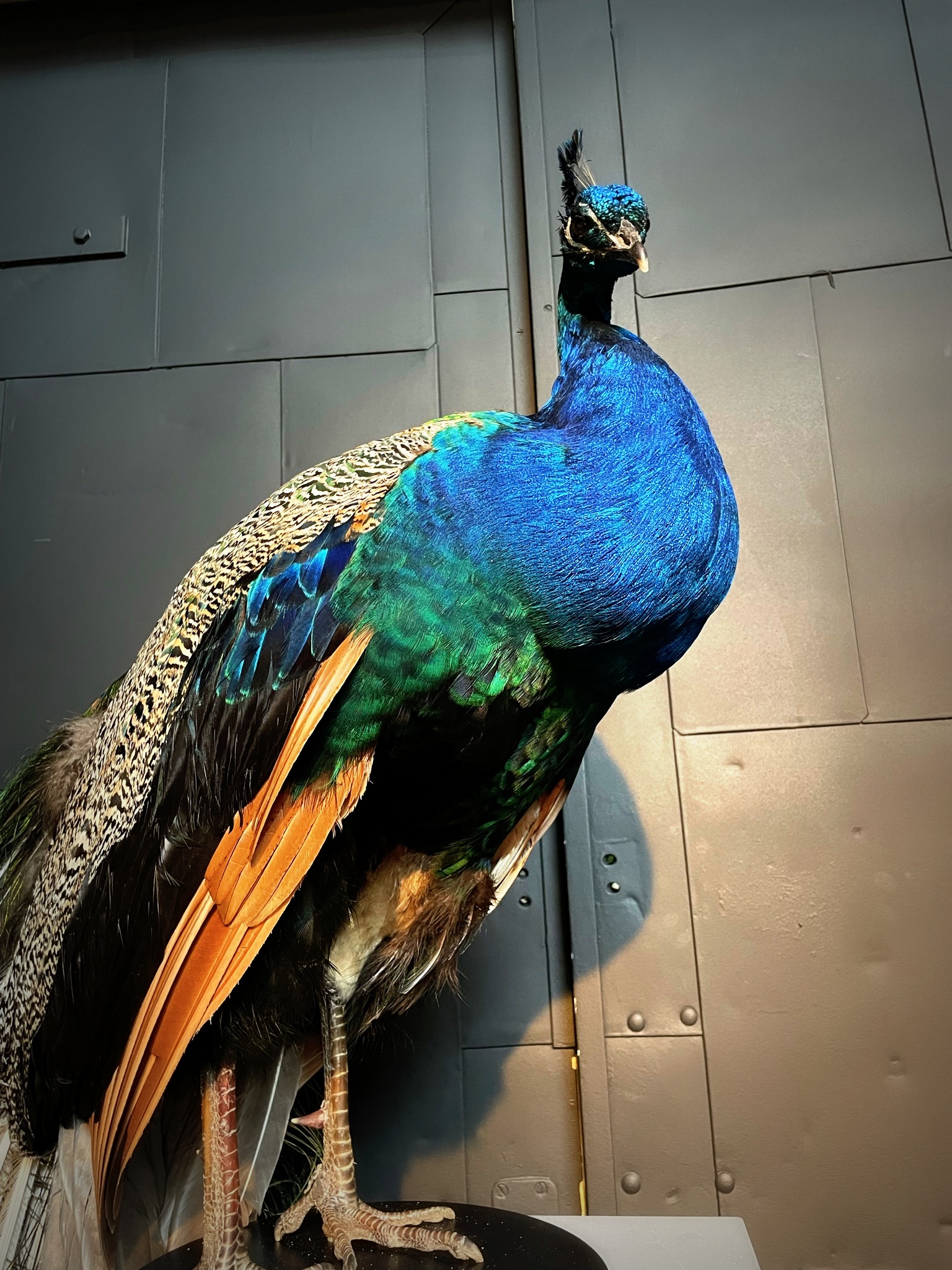 Opgezette pauw - BEAST Interiors