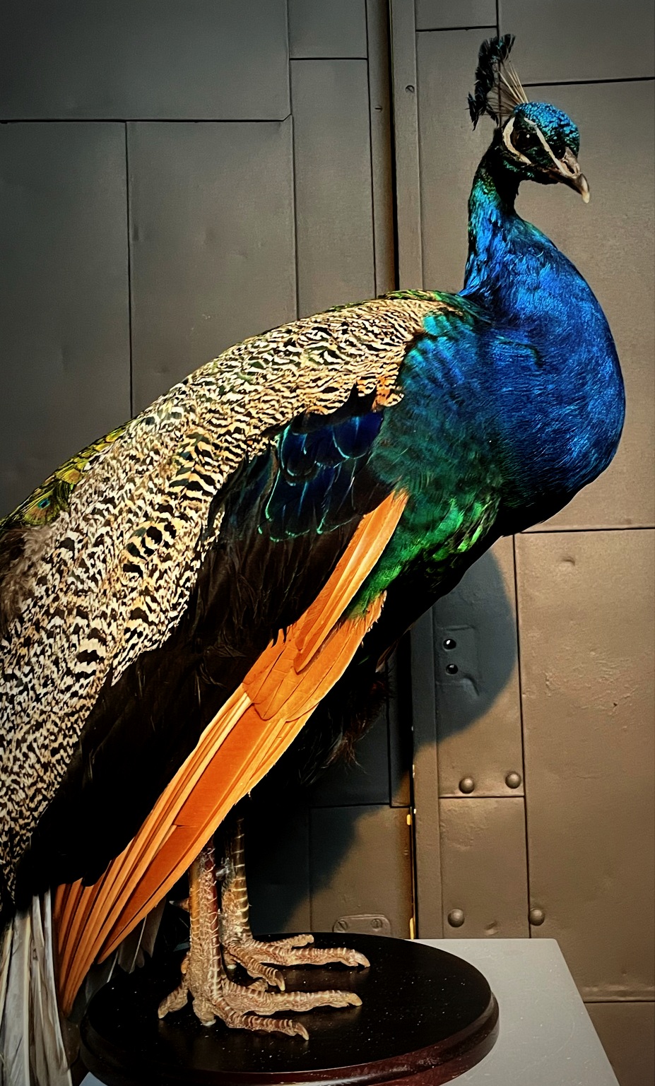 Opgezette pauw - BEAST Interiors