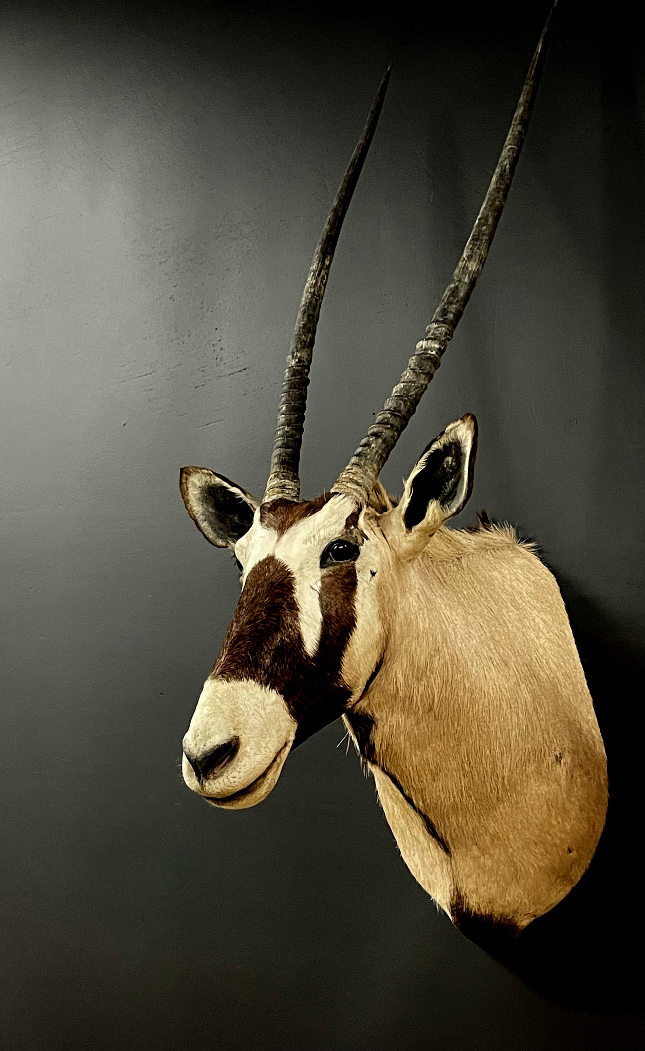 Oryx Head