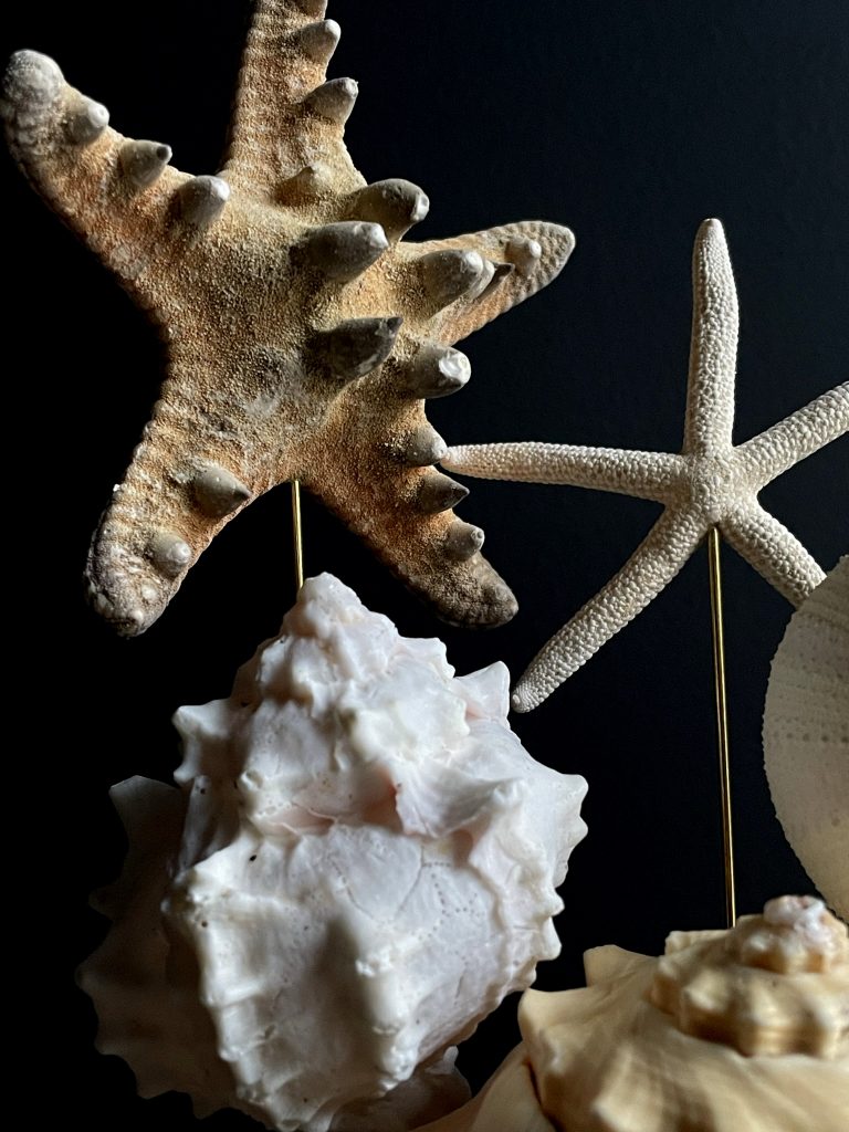 Antique bell jar with starfish and shells - BEAST Interiors