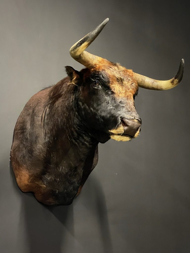 Taxidermy bull's head - BEAST Interiors