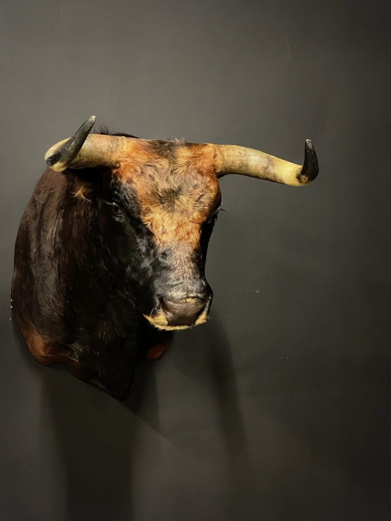 Taxidermy bull's head - BEAST Interiors