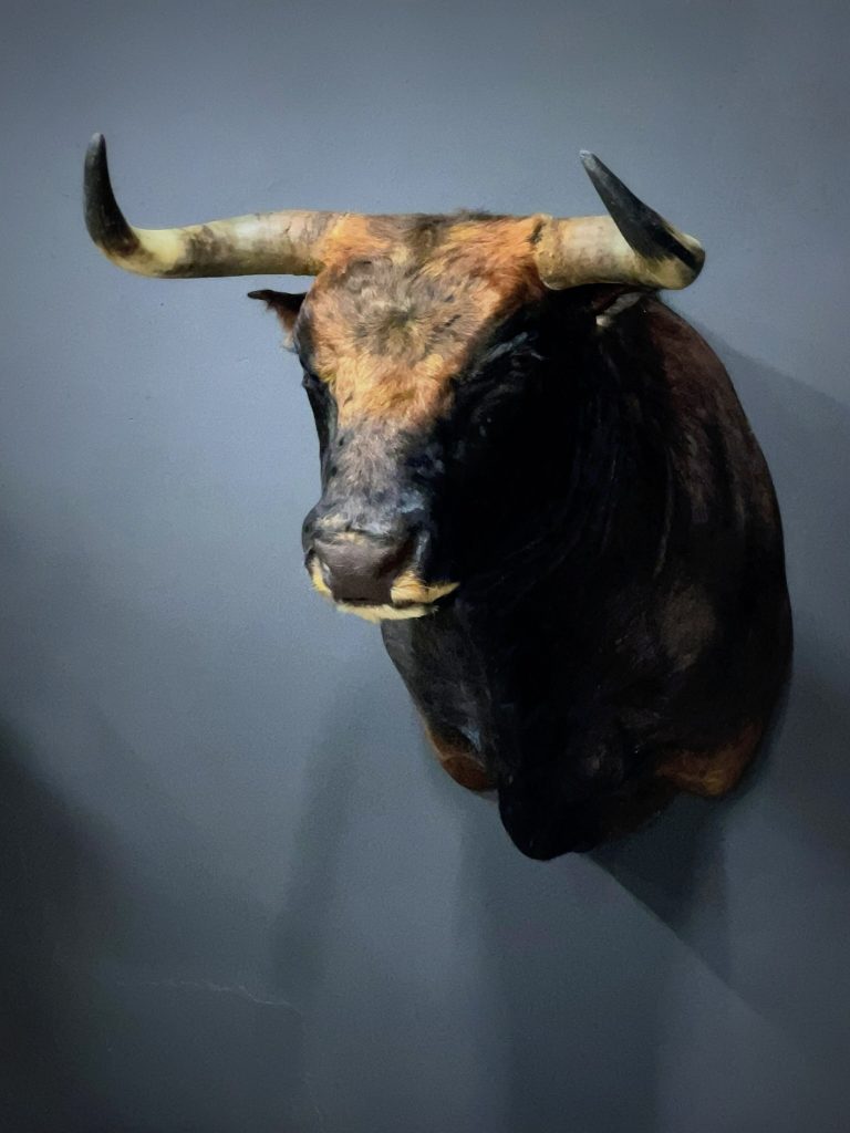Taxidermy bull's head - BEAST Interiors