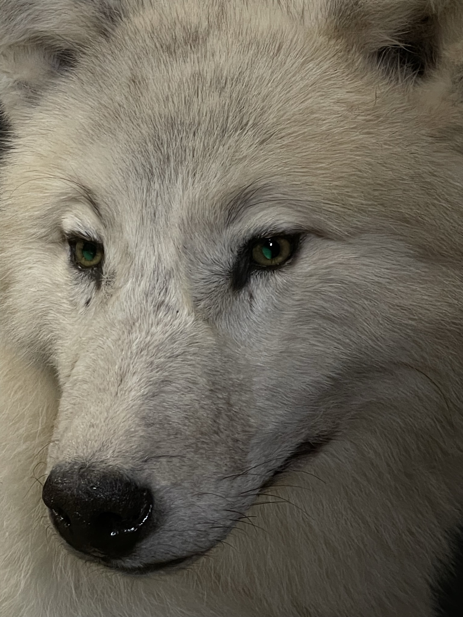 White Wolf With Gold Eyes