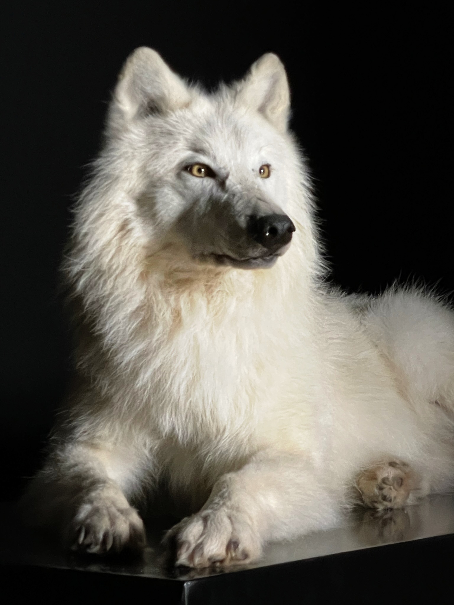 Solid White Wolf