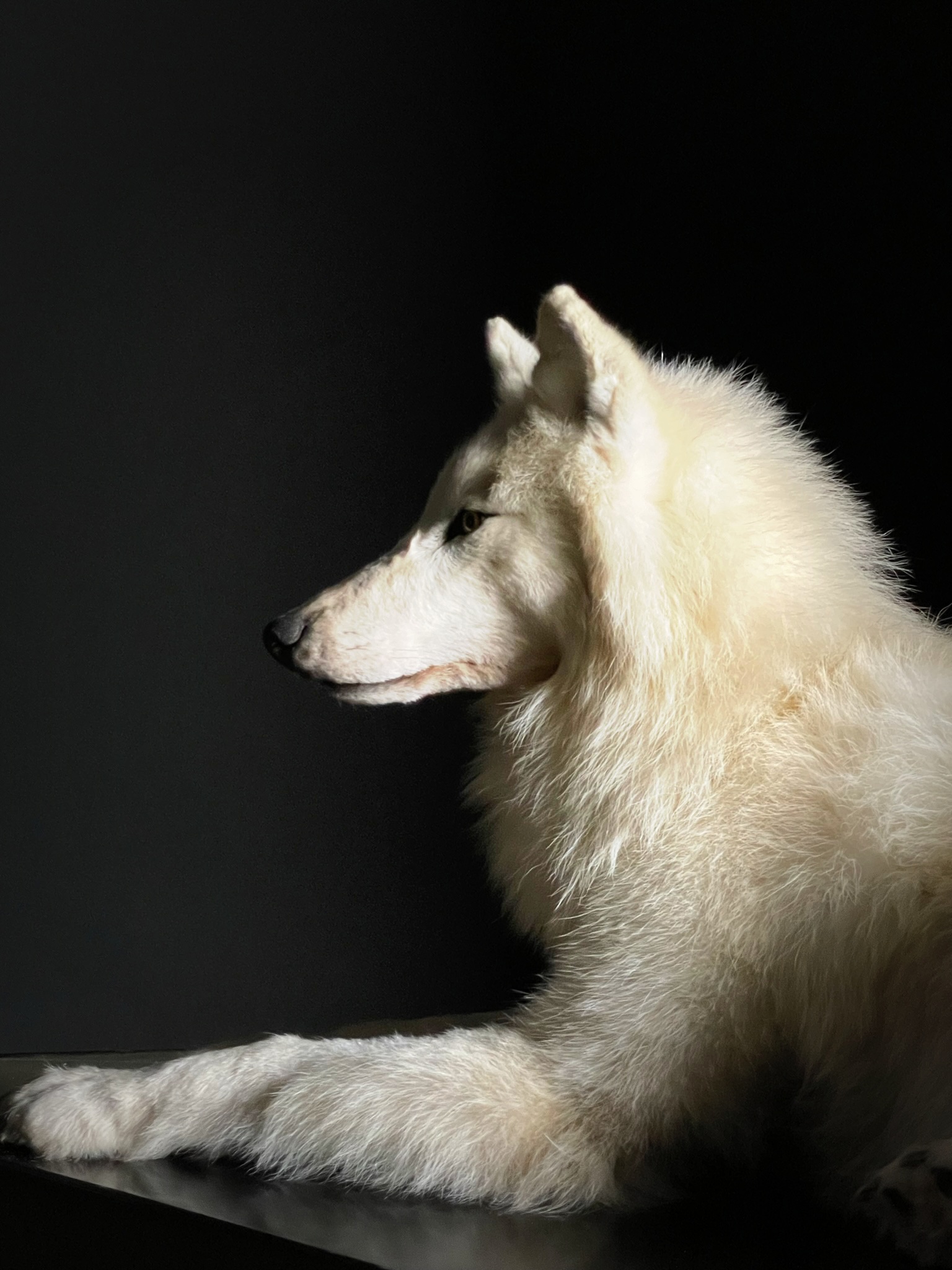 Mounted Arctic wolf (expected soon) - BEAST Interiors