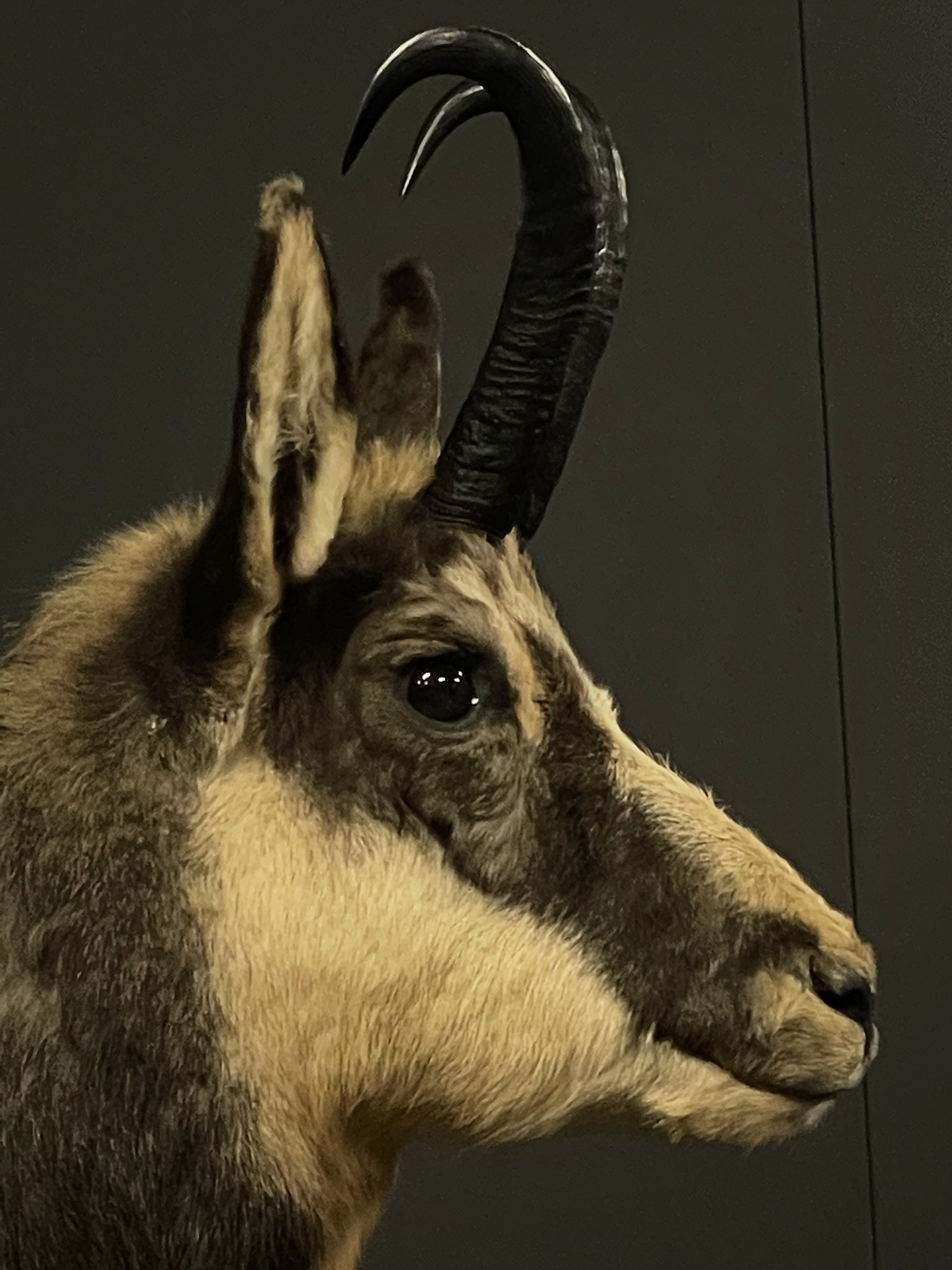 Shouldermounts, Stuffed heads Archives - Page 2 of 51 - BEAST Interiors
