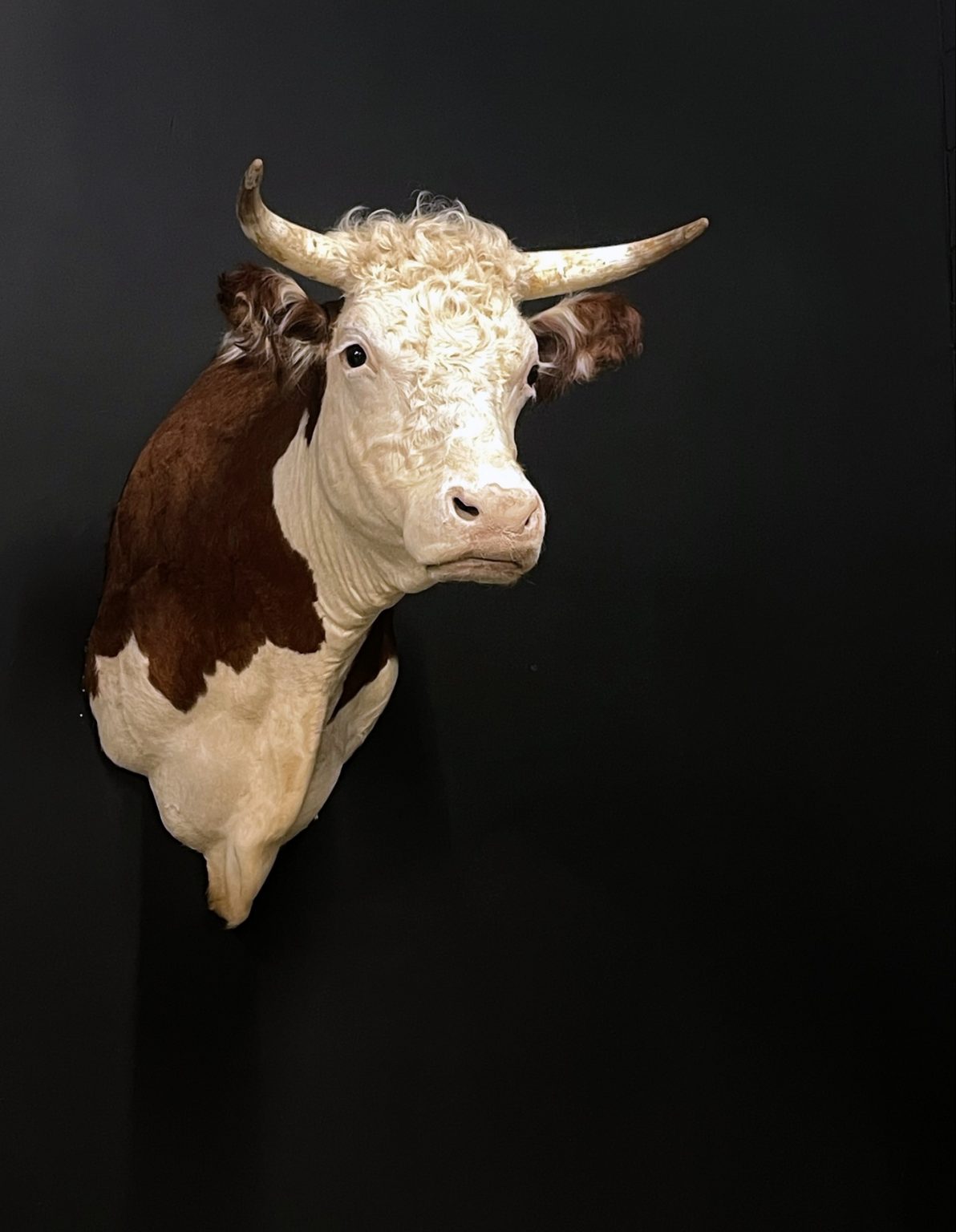 Stuffed head of a Hereford cow - BEAST Interiors