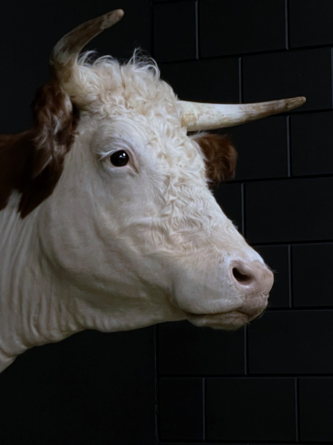 Stuffed head of a Hereford cow - BEAST Interiors
