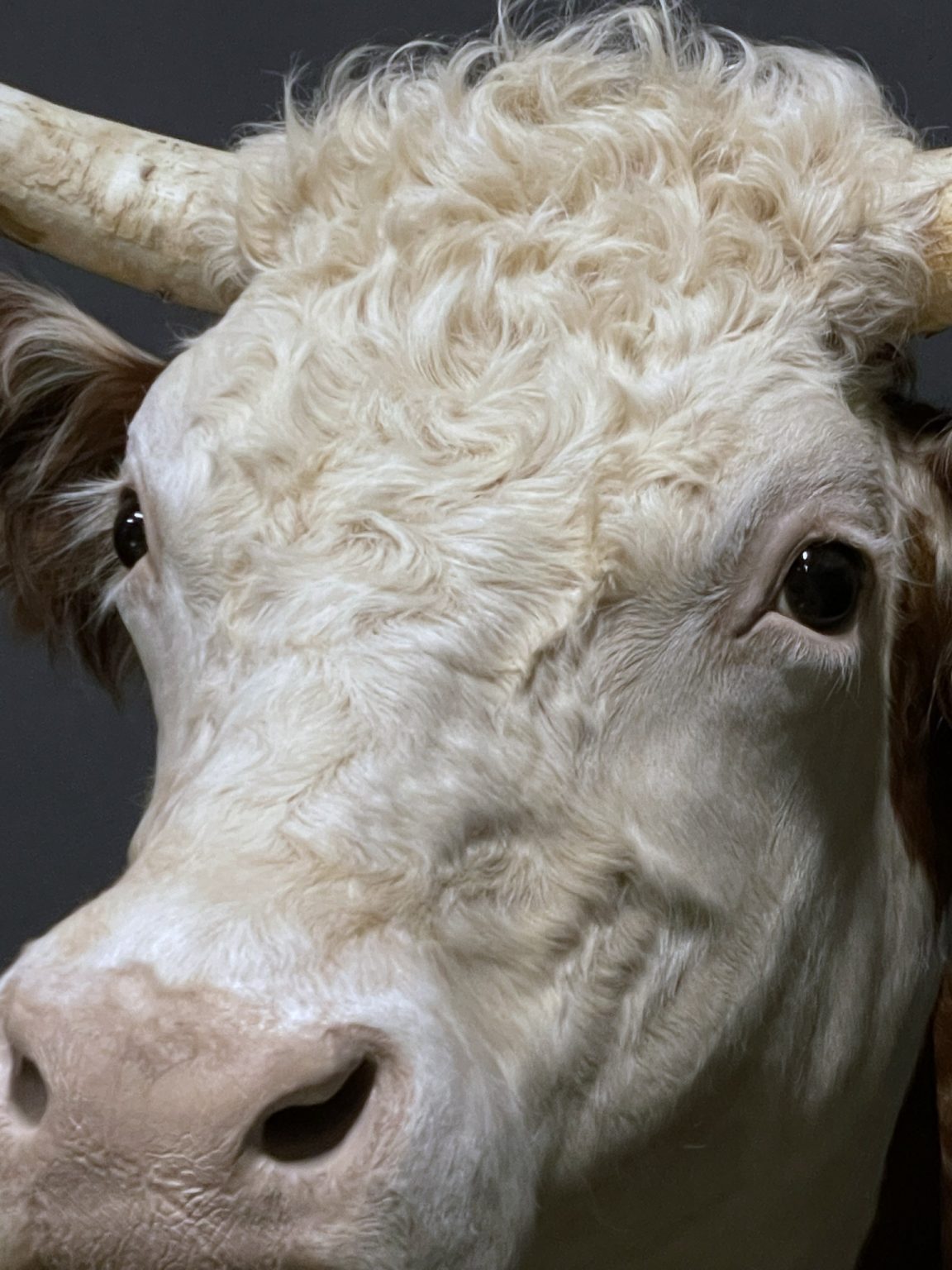 Stuffed head of a Hereford cow - BEAST Interiors