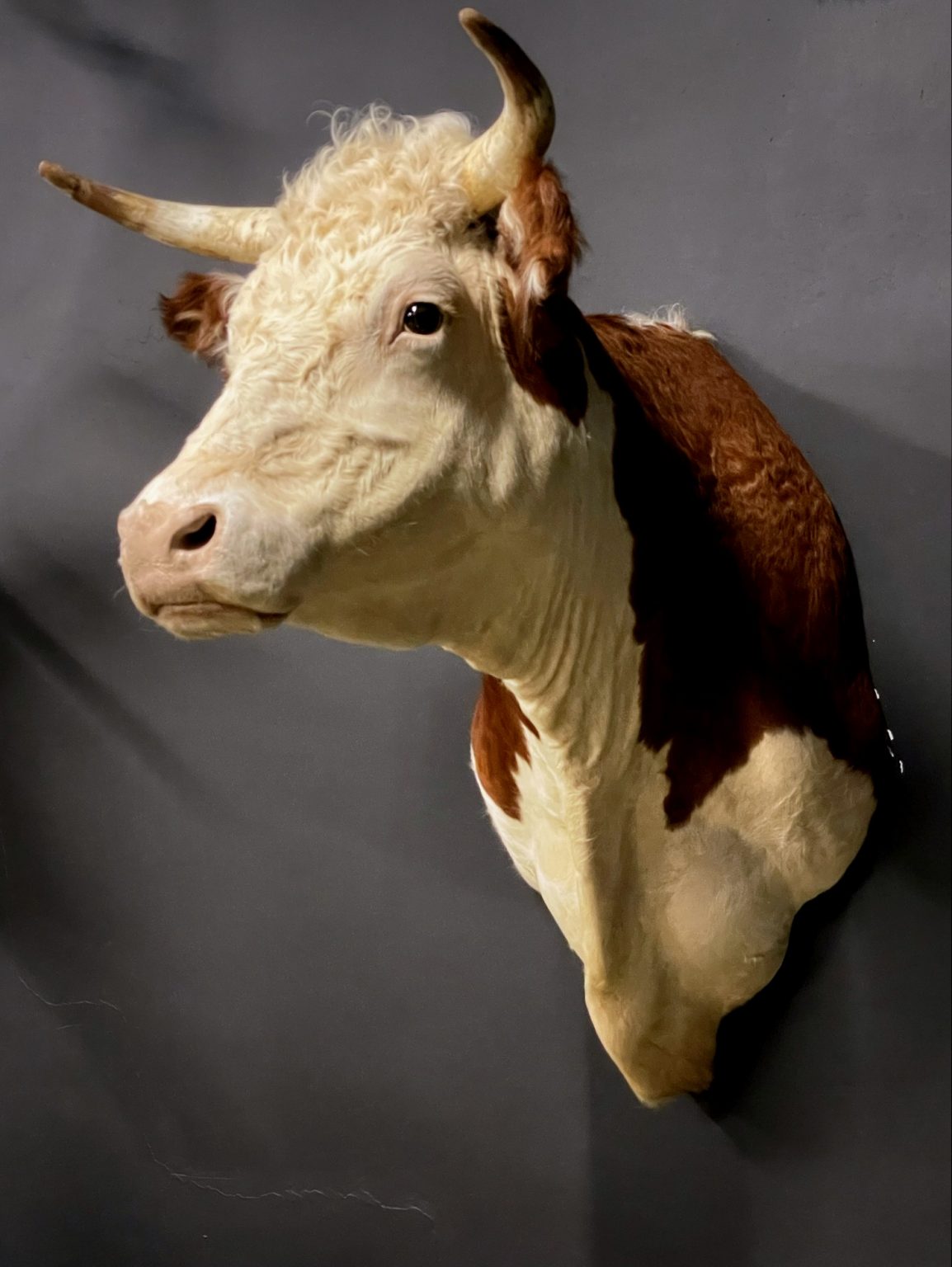Stuffed head of a Hereford cow - BEAST Interiors