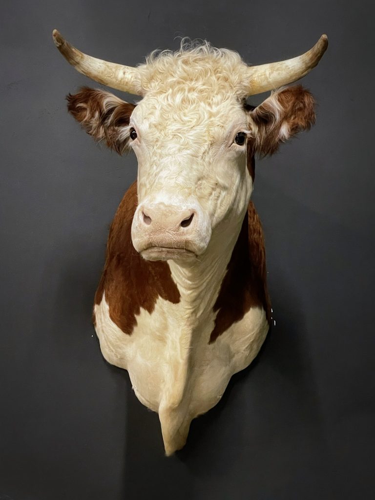 Stuffed head of a Hereford cow - BEAST Interiors