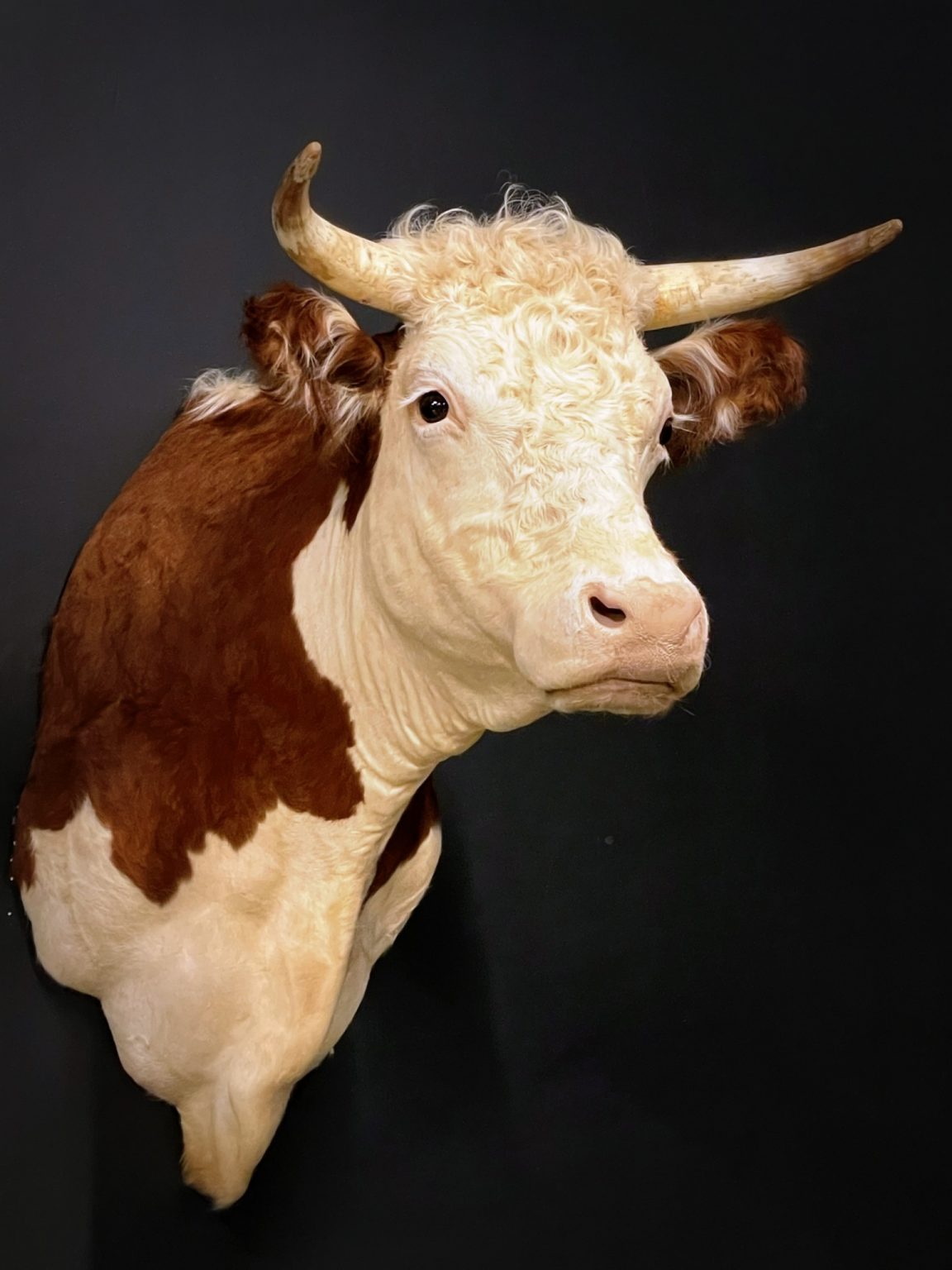 Stuffed head of a Hereford cow - BEAST Interiors