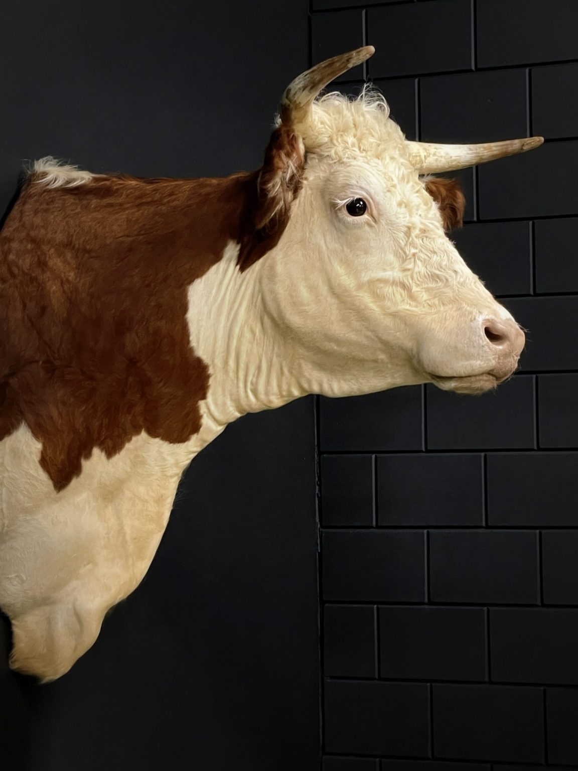 Stuffed head of a Hereford cow - BEAST Interiors