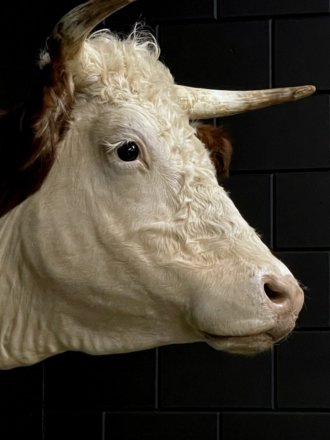 Stuffed head of a Hereford cow - BEAST Interiors
