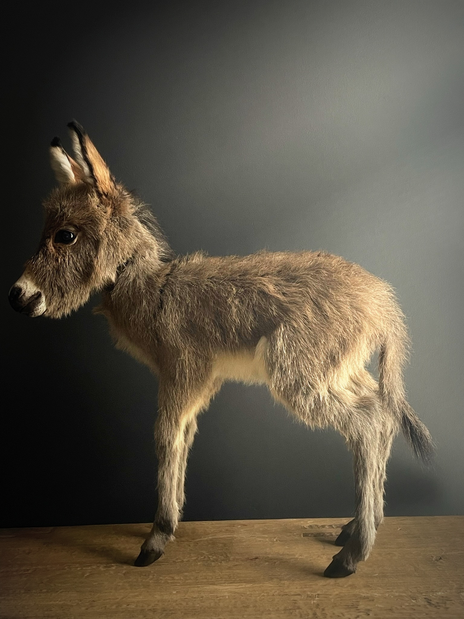 Mounted donkey foal - BEAST Interiors