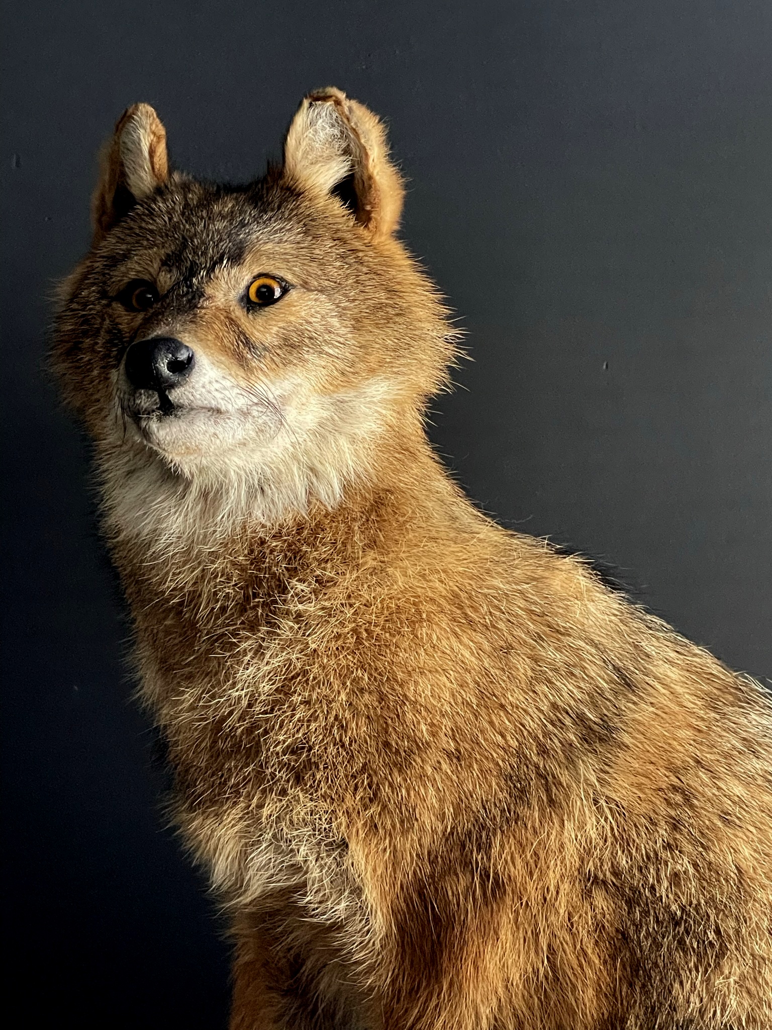 Mounted Golden Jackal - BEAST Interiors