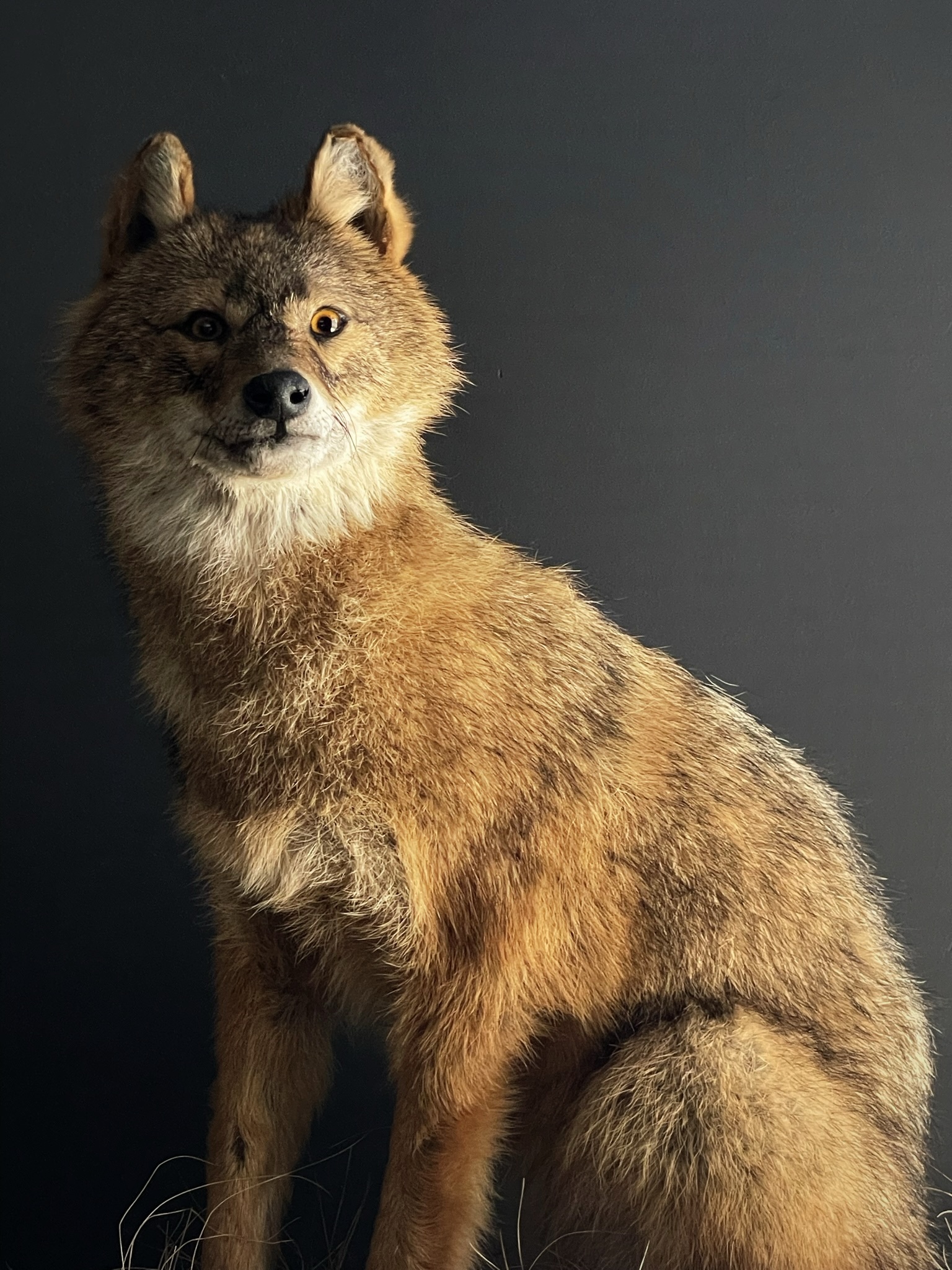 Mounted Golden Jackal - BEAST Interiors