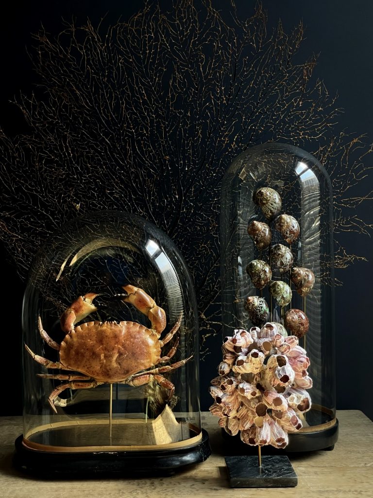 Antique dome with snail shells - BEAST Interiors