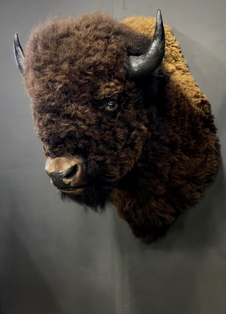 Opgezette bizon kop - BEAST Interiors
