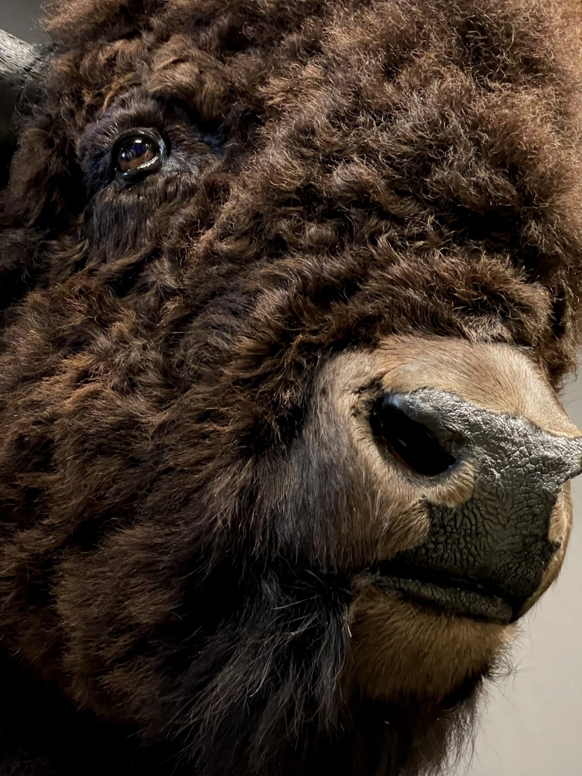 Opgezette bizon kop - BEAST Interiors