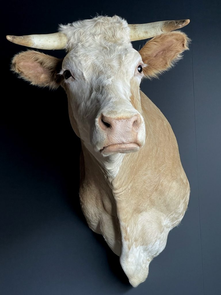 Taxidermy head of a Simmentaler cow - BEAST Interiors