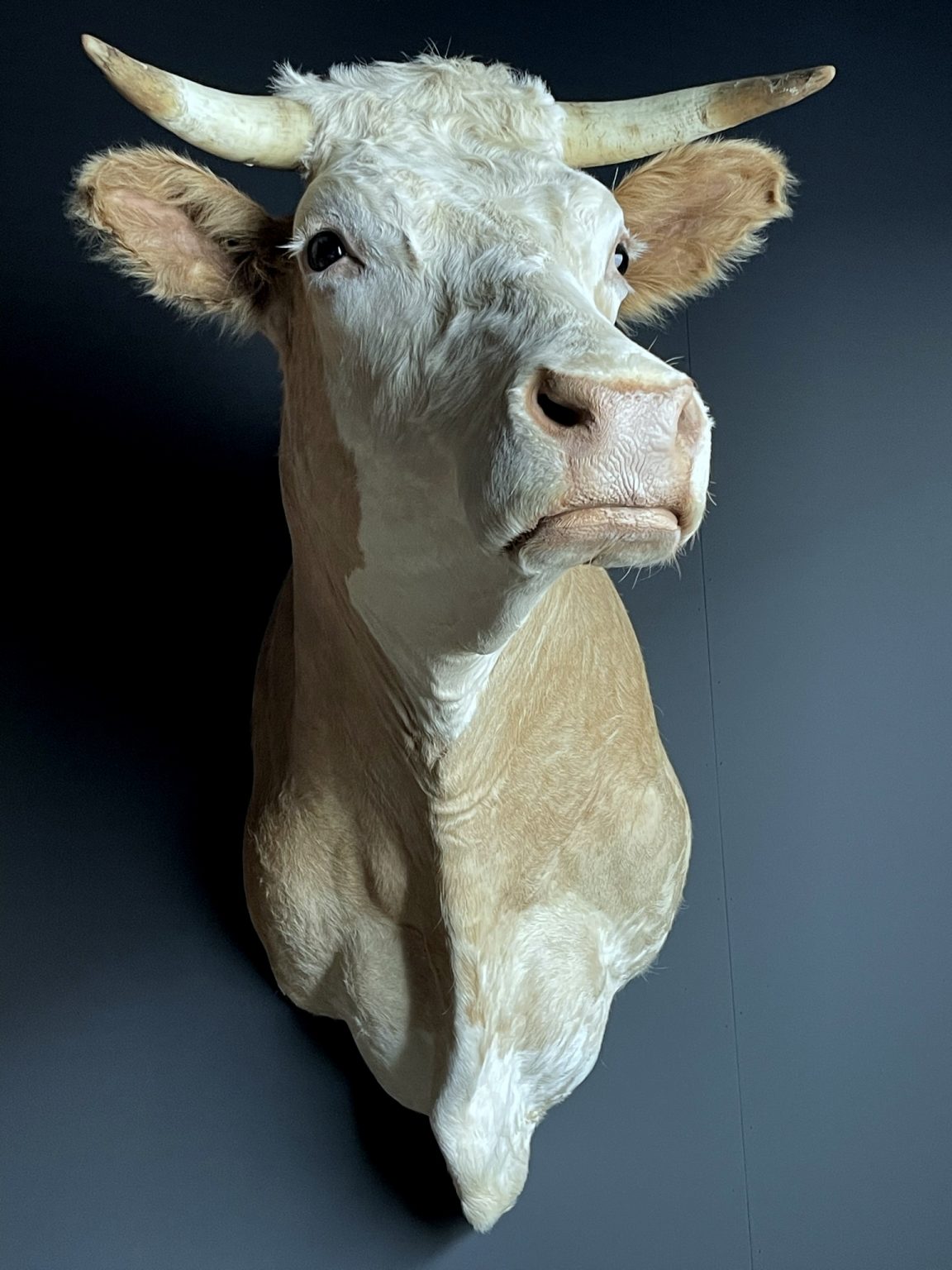 Taxidermy head of a Simmentaler cow - BEAST Interiors