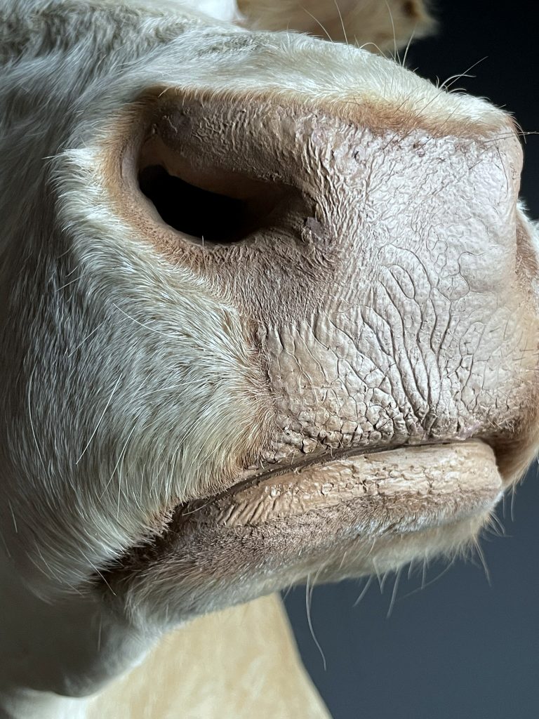 Taxidermy head of a Simmentaler cow - BEAST Interiors