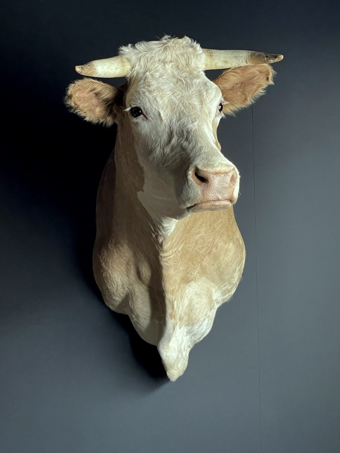 Taxidermy head of a Simmentaler cow - BEAST Interiors
