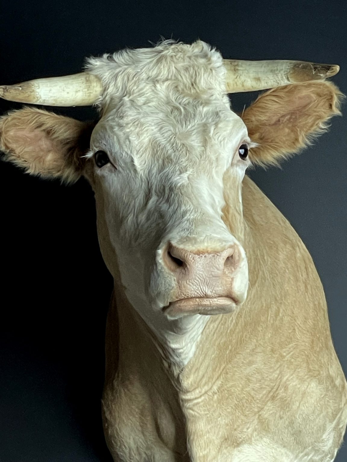 Taxidermy head of a Simmentaler cow - BEAST Interiors