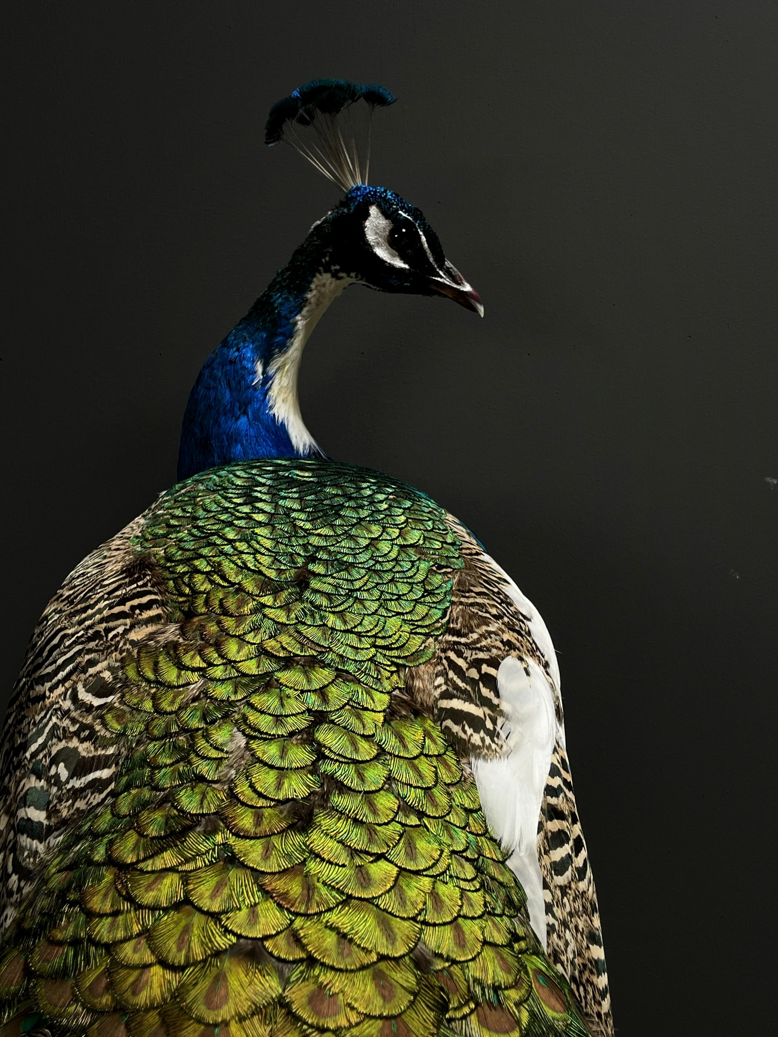 Opgezette pauw - BEAST Interiors