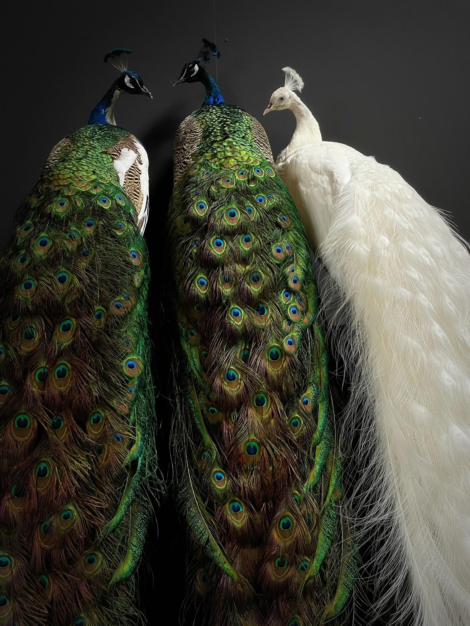 Half Albino Peacock Real
