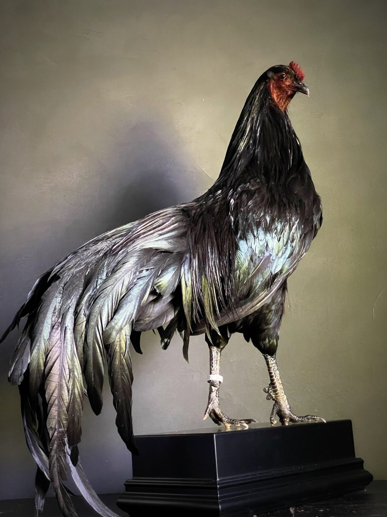 Mounted Sumatran rooster - BEAST Interiors