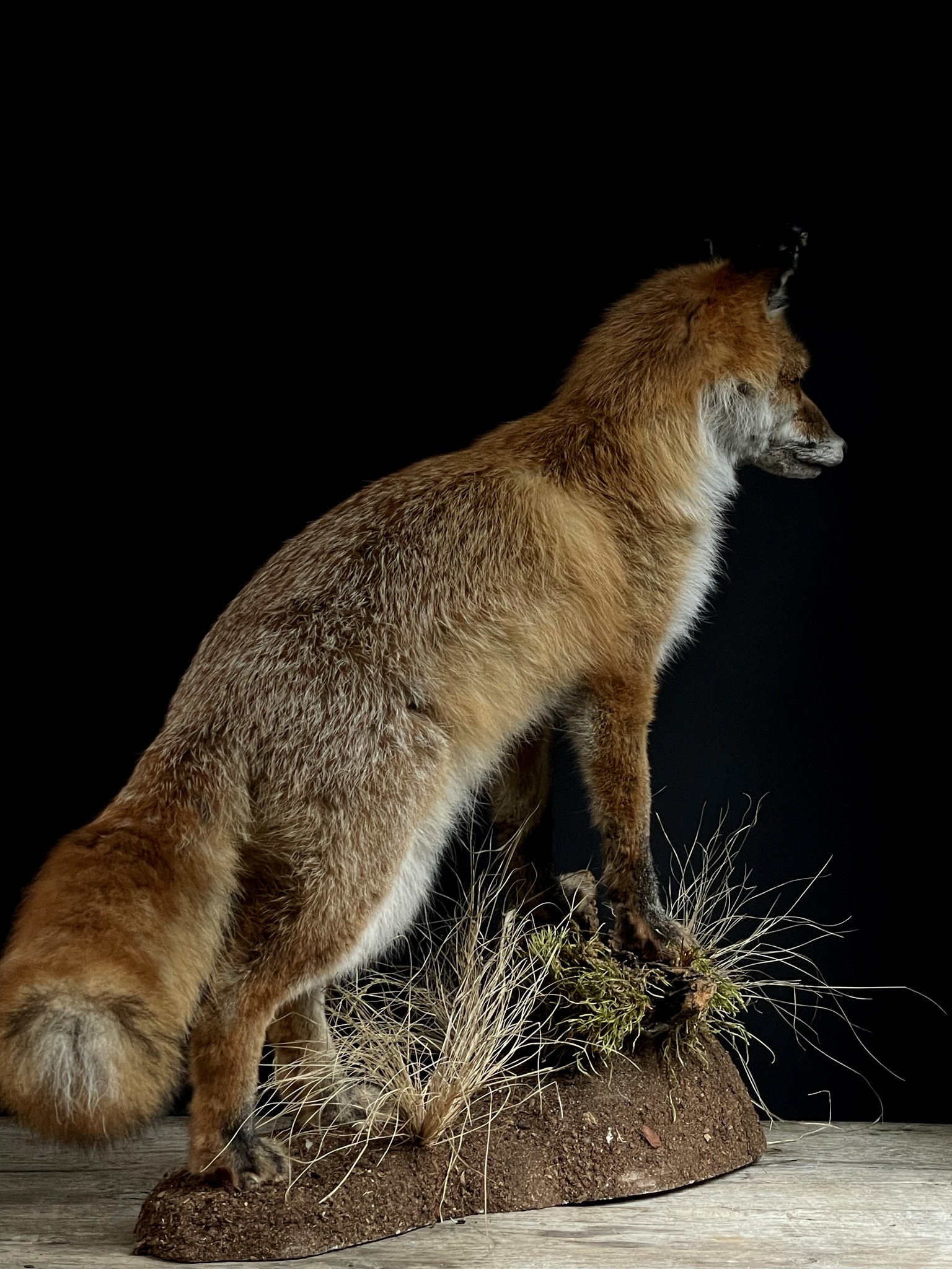 Opgezette vos - BEAST Interiors