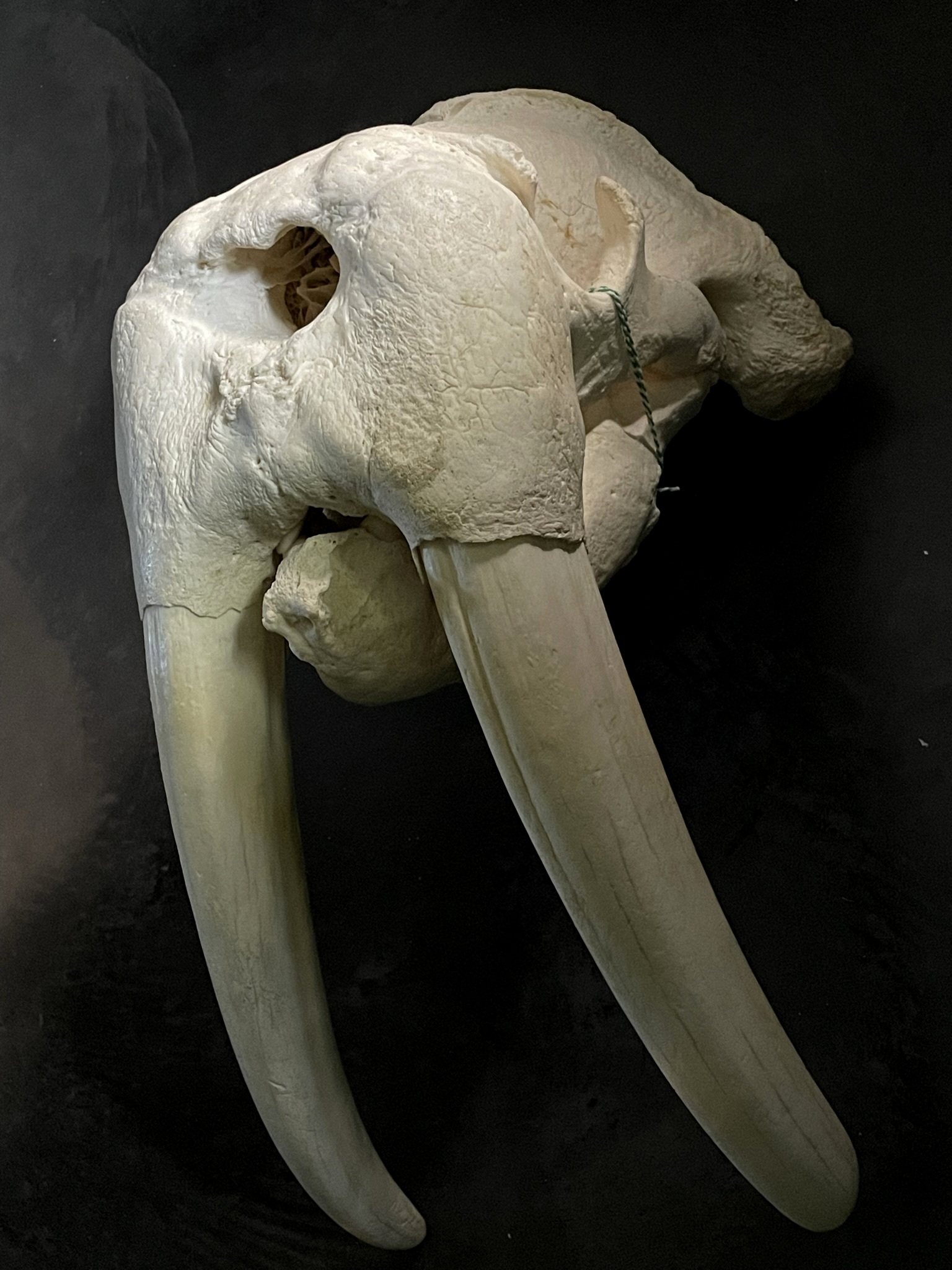 Very heavy walrus skull - BEAST Interiors