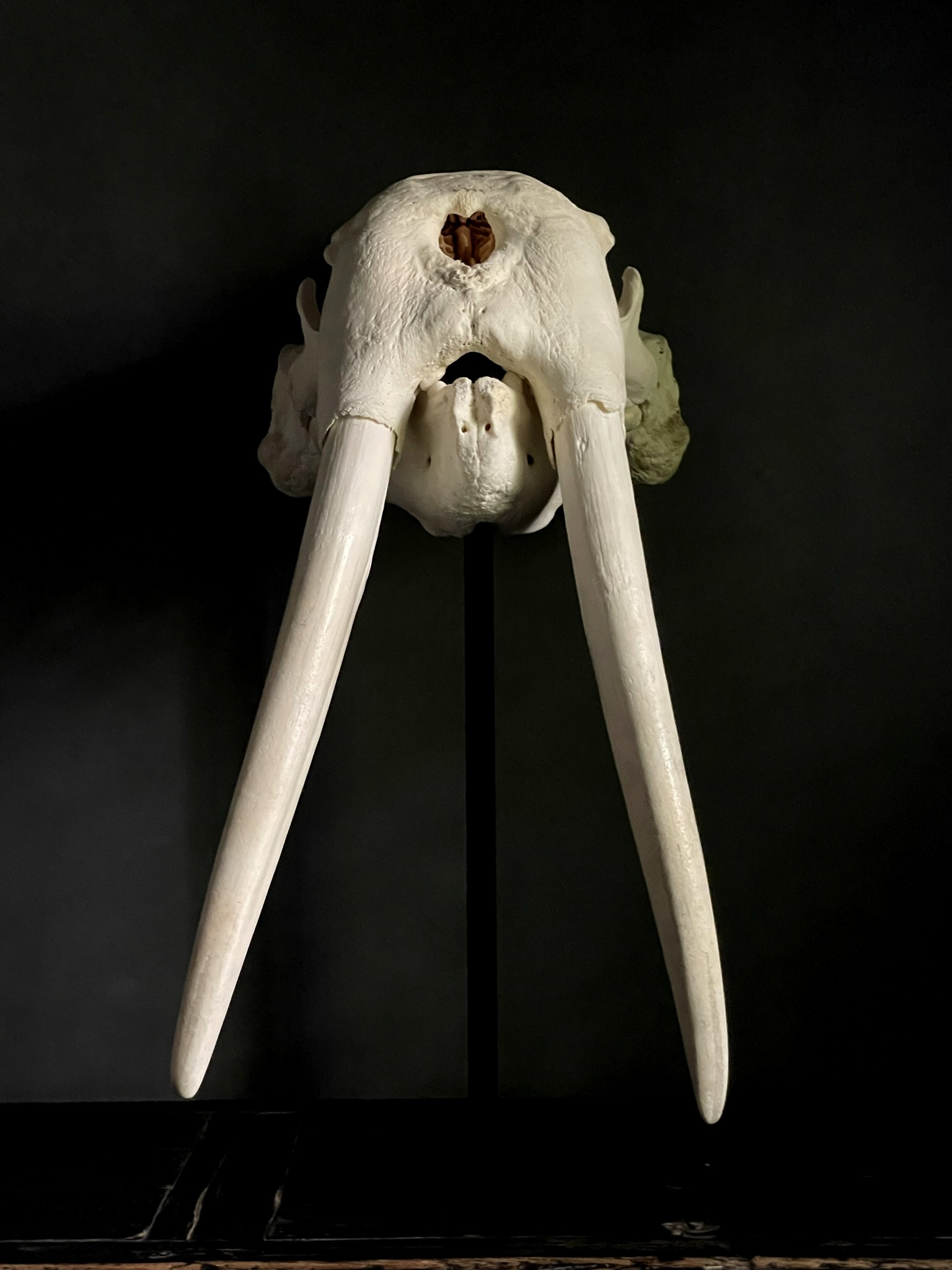 Walrus Skeleton
