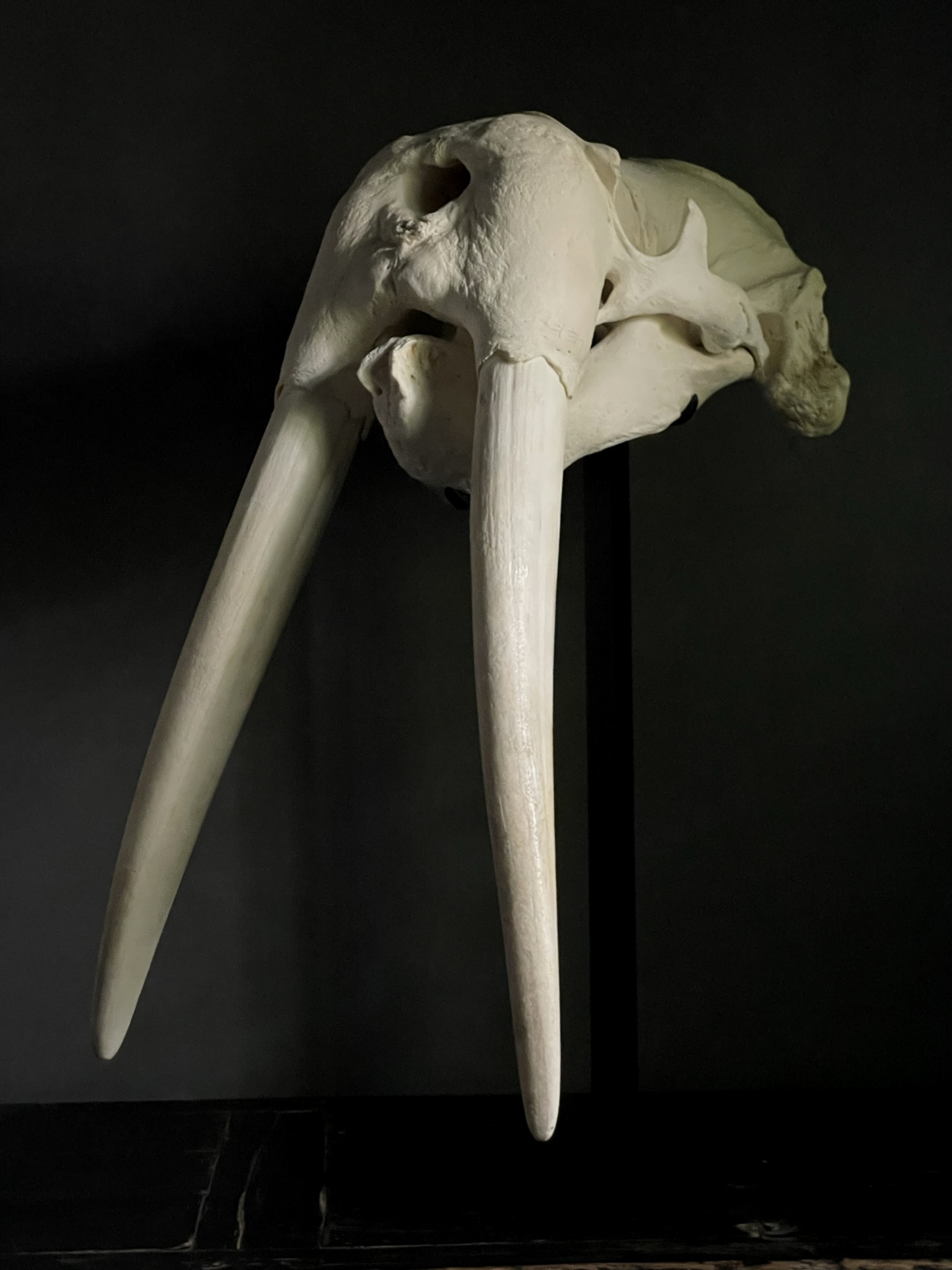 Walrus Skeleton