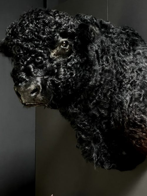 Products Archive - BEAST Interiors