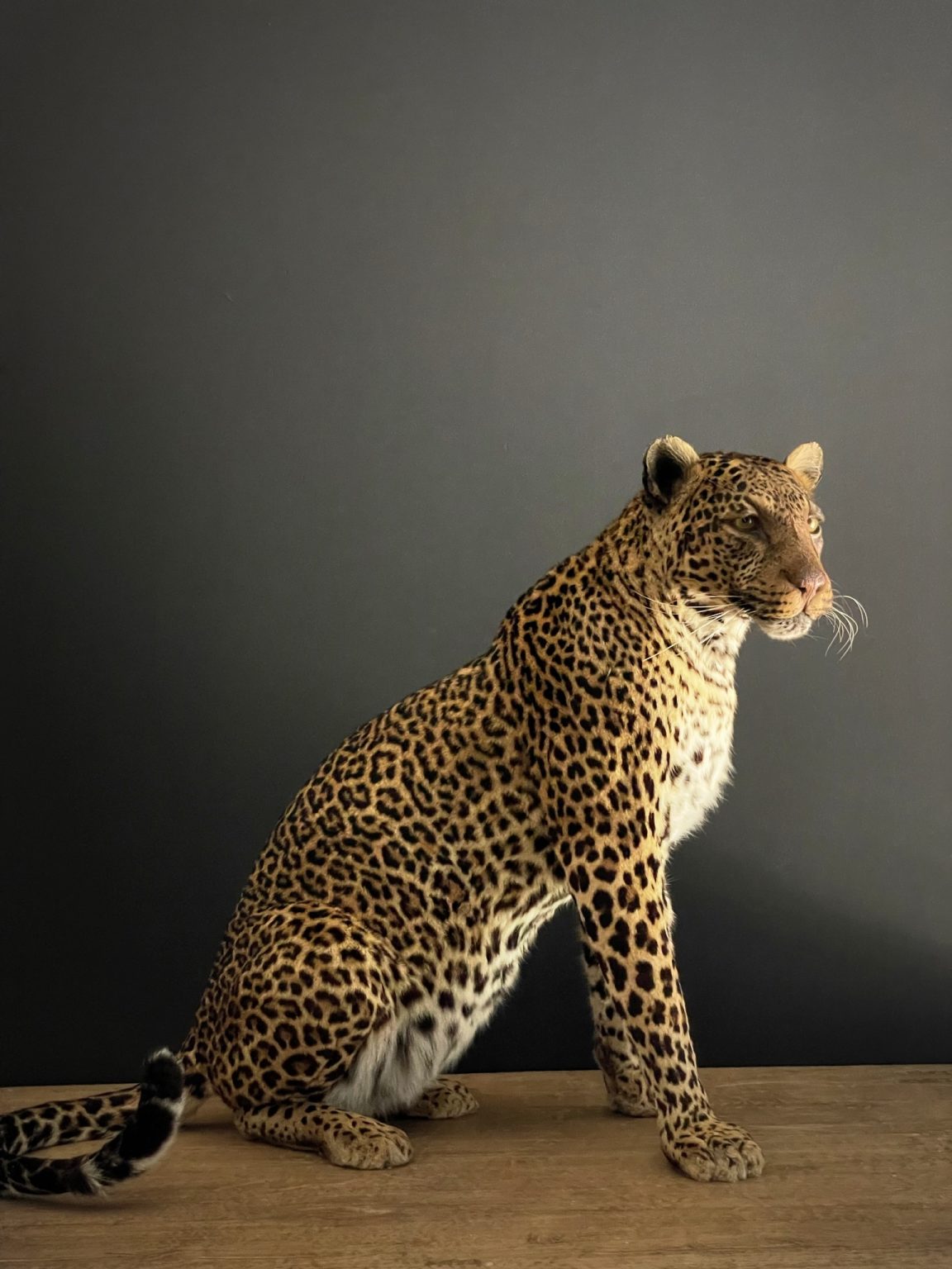 Opgezet luipaard - BEAST Interiors