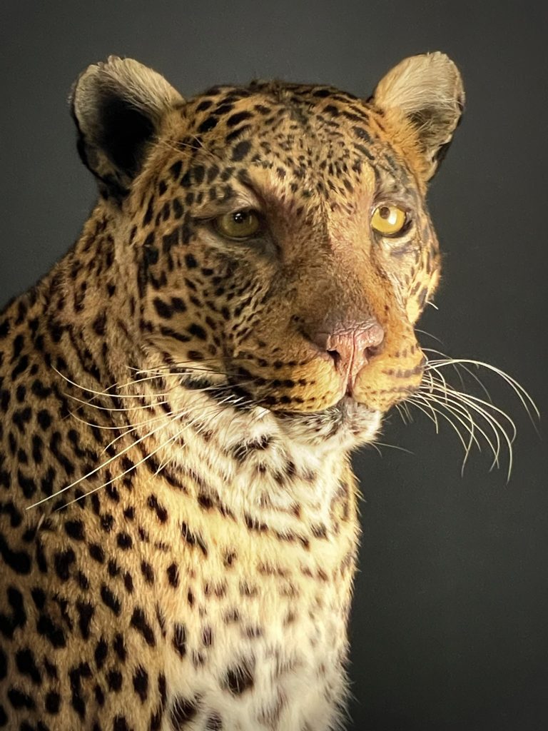 Opgezet luipaard - BEAST Interiors