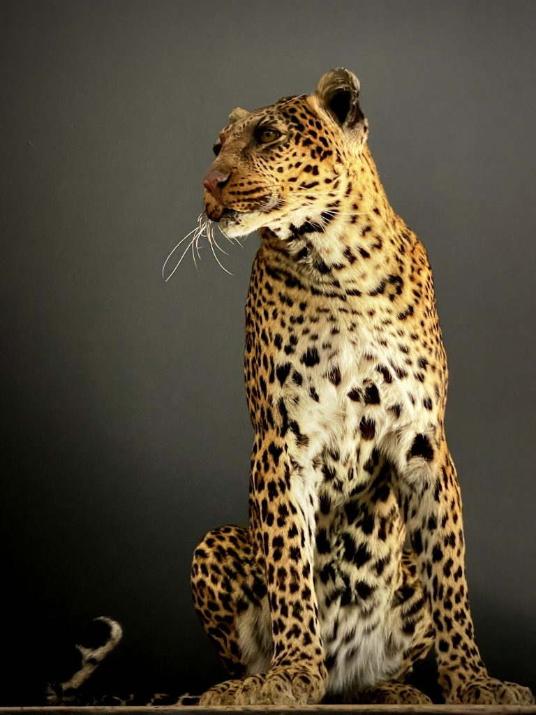 Opgezet luipaard - BEAST Interiors