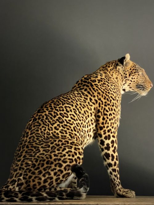 Opgezet luipaard - BEAST Interiors