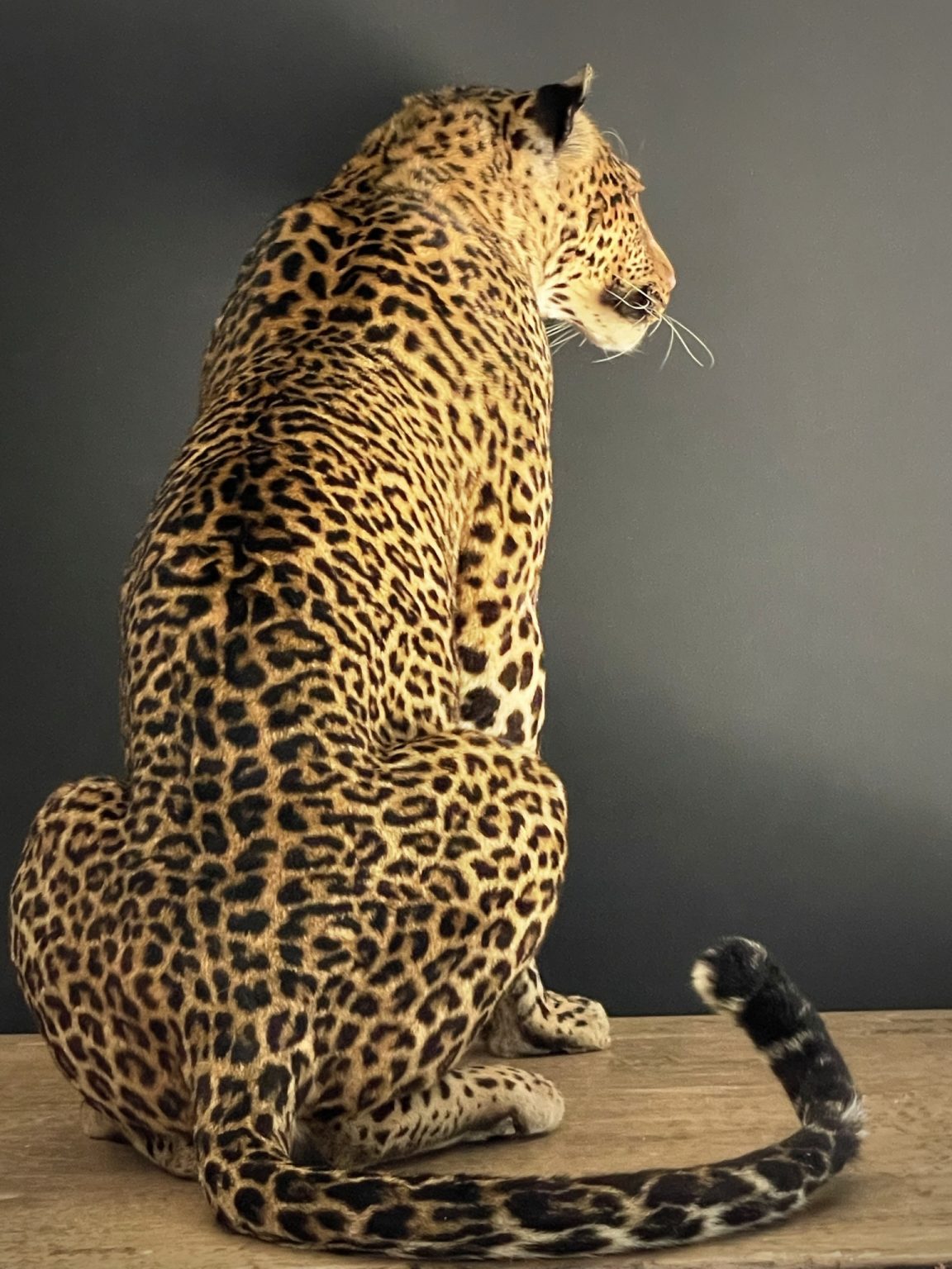 Opgezet luipaard - BEAST Interiors