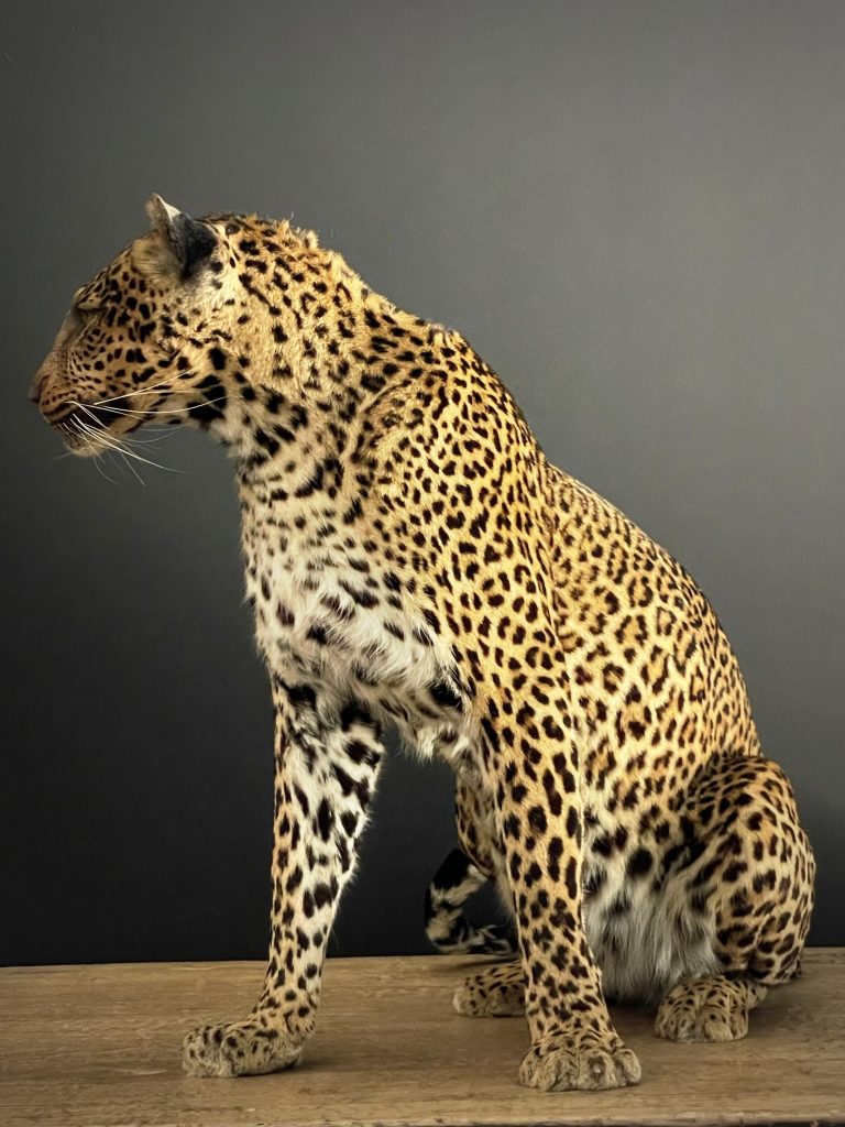 Opgezet luipaard - BEAST Interiors