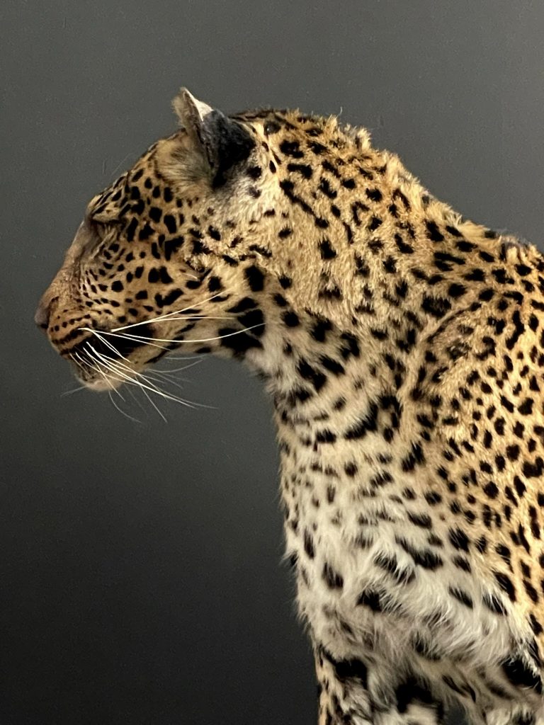 Opgezet luipaard - BEAST Interiors