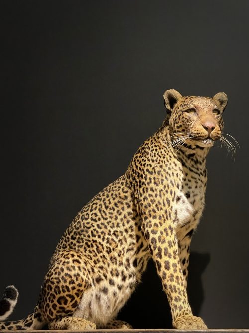 Opgezet luipaard - BEAST Interiors